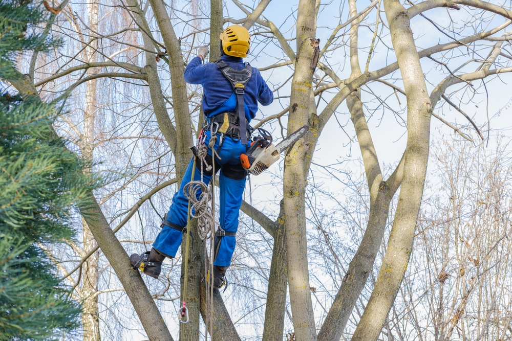 Professional Tree Services for a Healthy and Safe Landscape